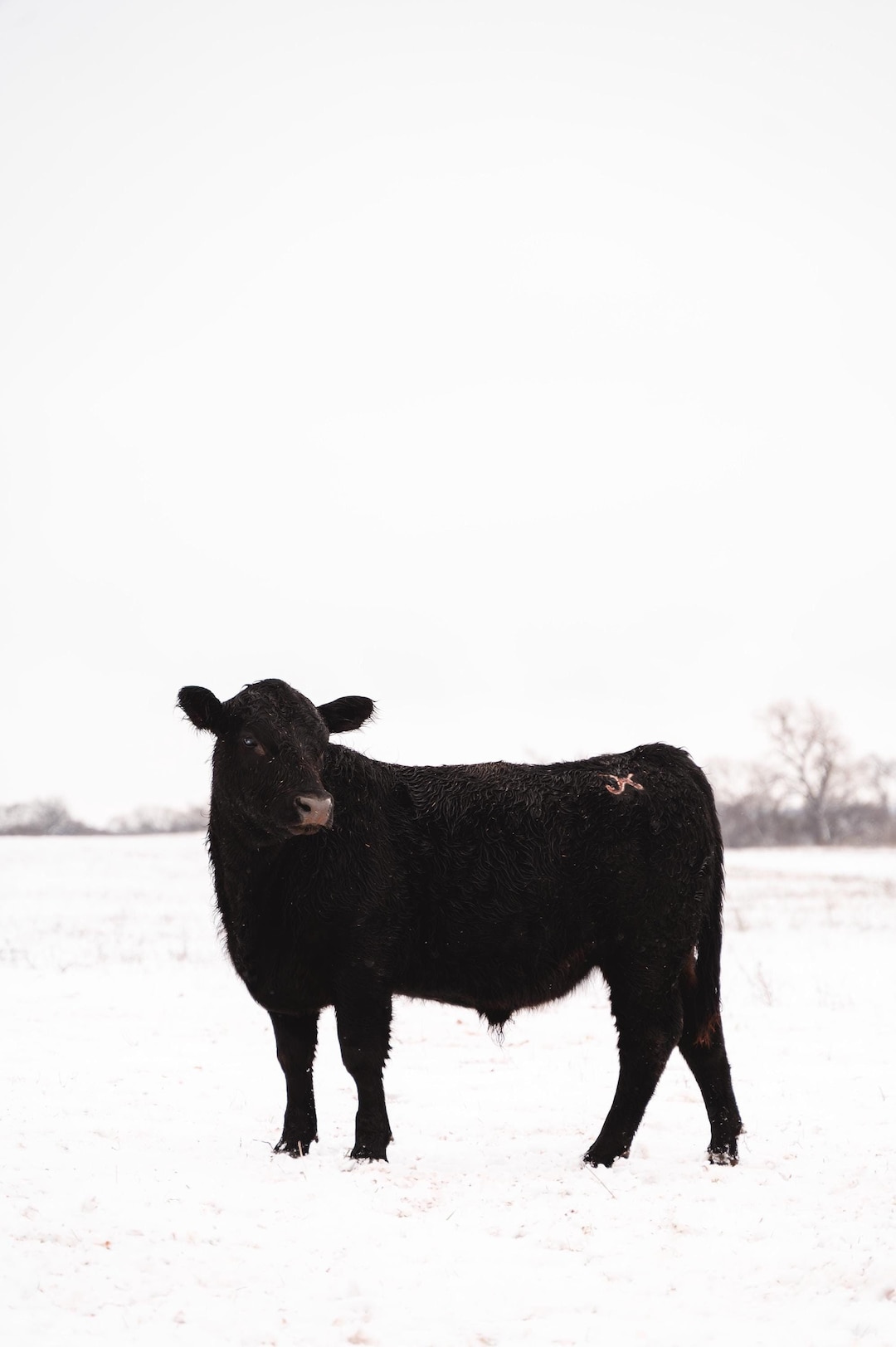 Black Angus Cow Digital Print - Color & Black and White - Etsy