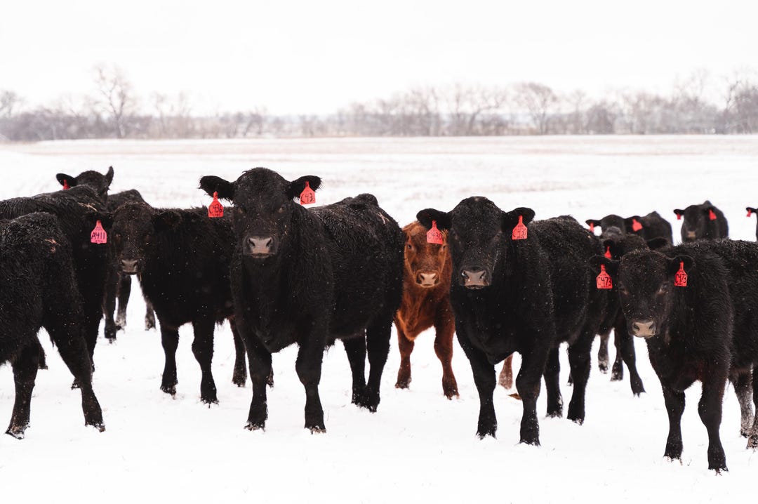 Snowy Black Angus Cattle Digital Print - Color & Black and White - Etsy