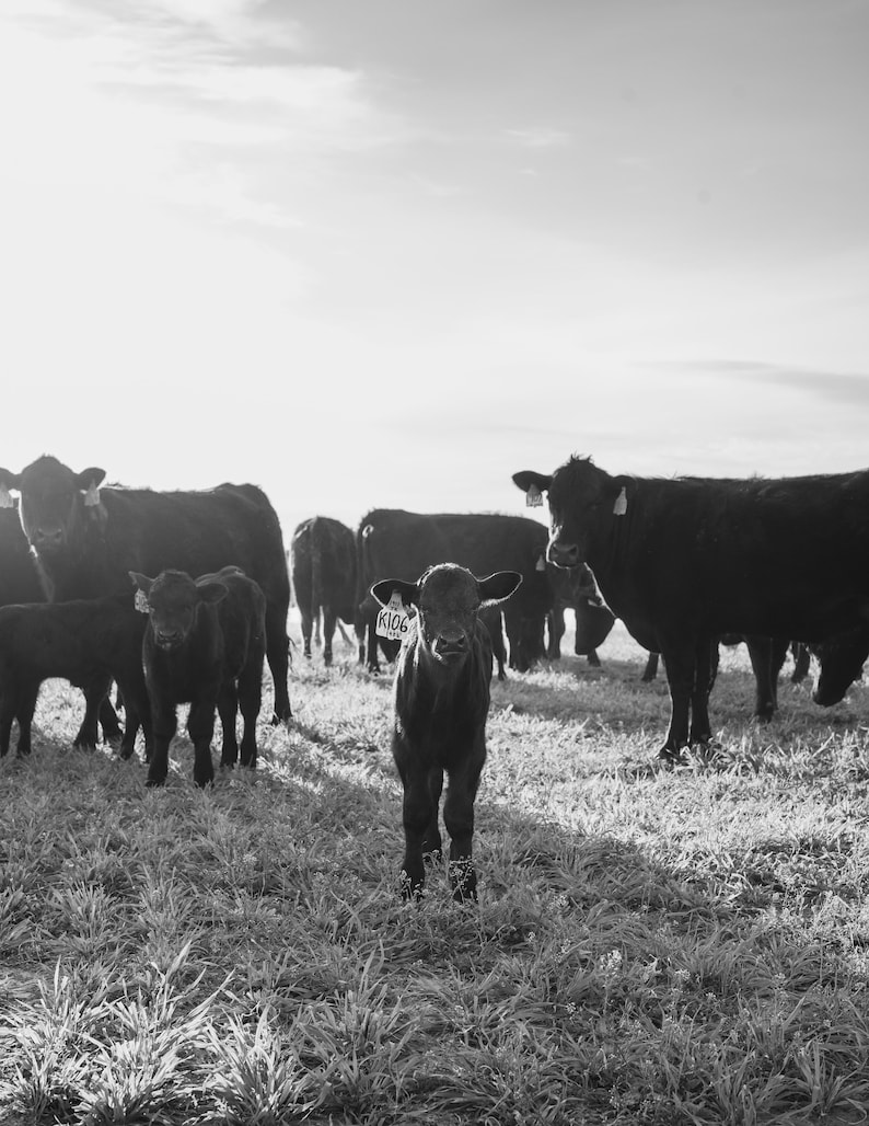 Black Angus Cow Calf Digital Print - Casey - Color & Black and White - Etsy