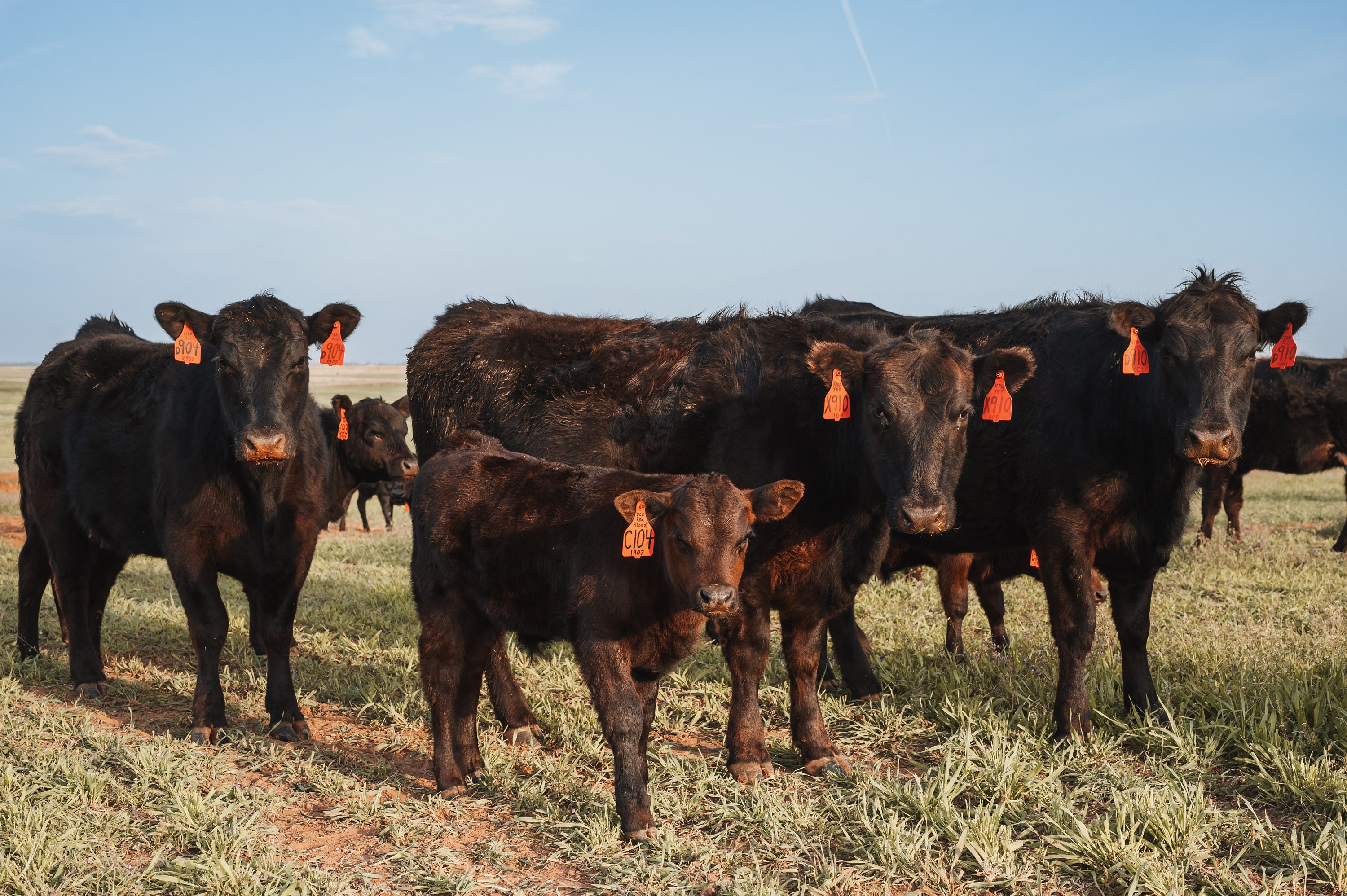 Black Angus Cattle Digital Print - Color & Black and White - Etsy