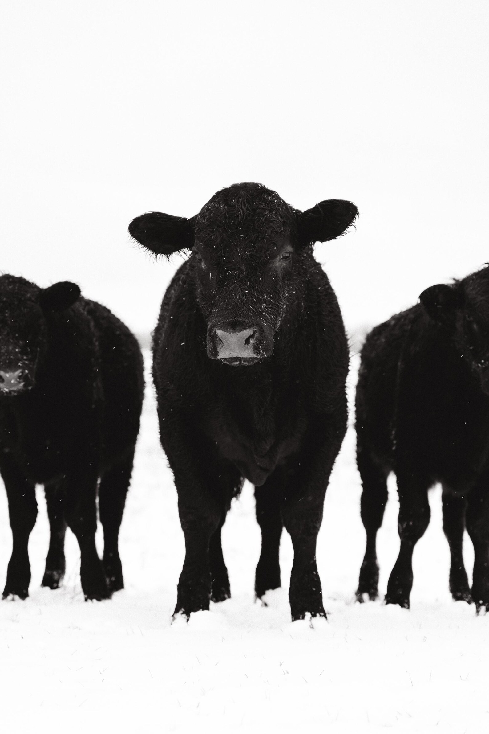 Snow Black Angus Steer Cattle Digital Print - Color & Black and White ...
