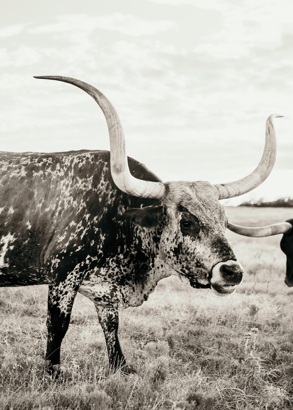 Texas Longhorn Bull Digital Print - Langston - Color & Black and White ...