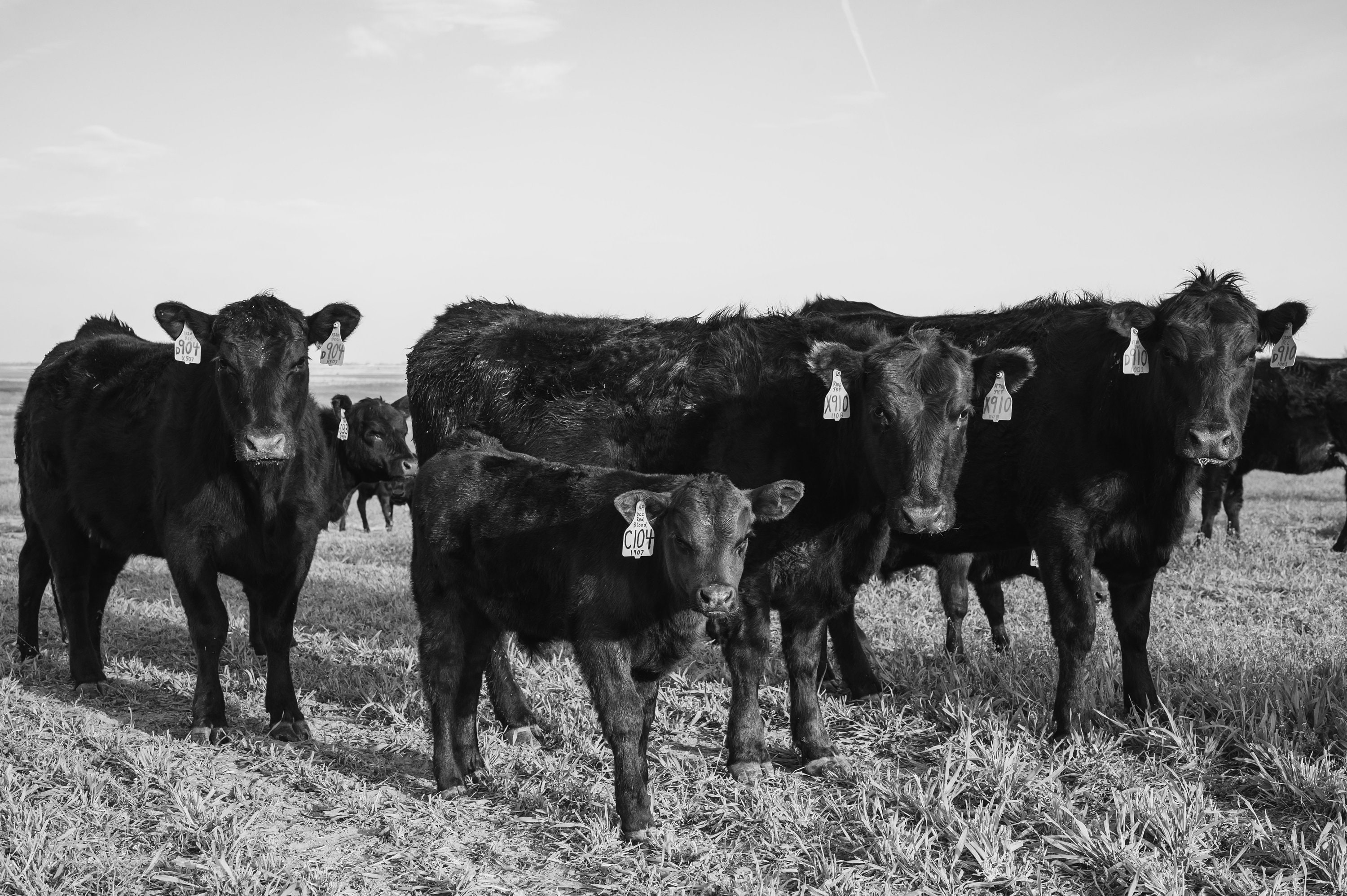 Black Angus Cattle Digital Print - Color & Black and White - Etsy