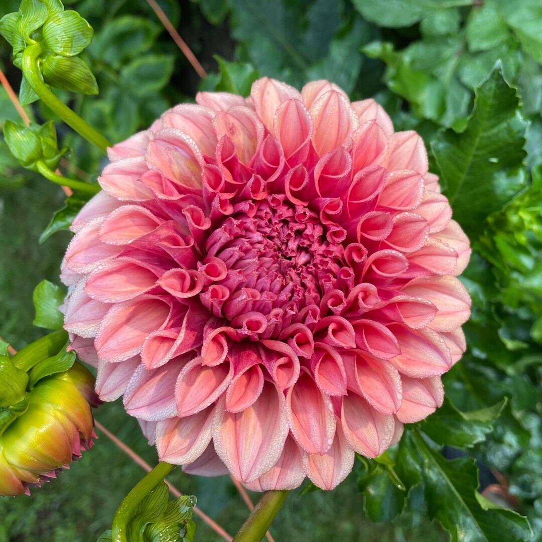 Orange Globe Dahlia rare - Etsy Canada