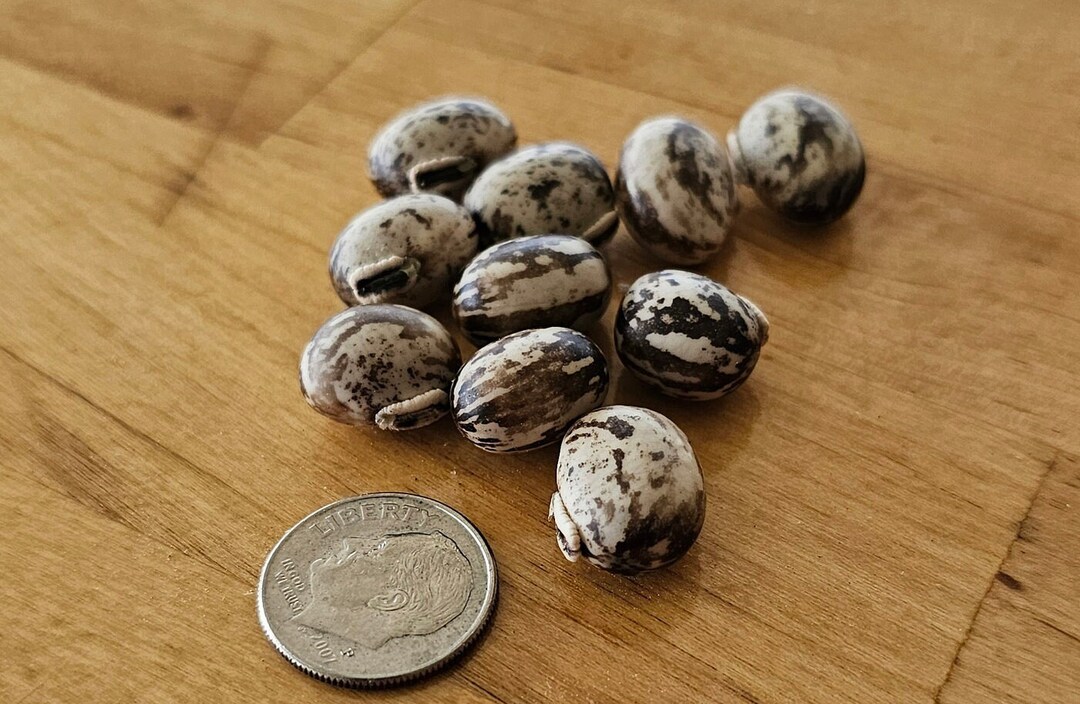 Mucuna Prurien,50 Velvet Bean Seeds Grown Organically,no Itch Legume ...