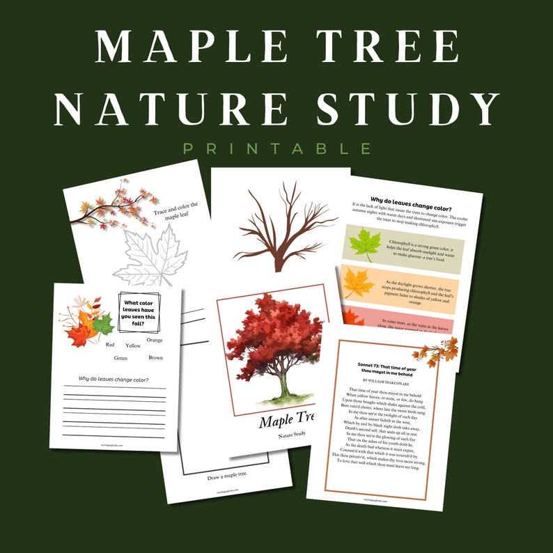Maple Tree Nature Study - Etsy