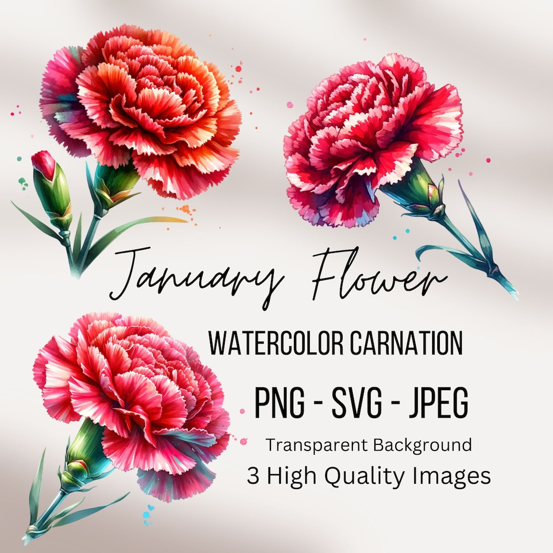 Birth Month Flower, January Carnation Flower Clipart, Watercolor ...