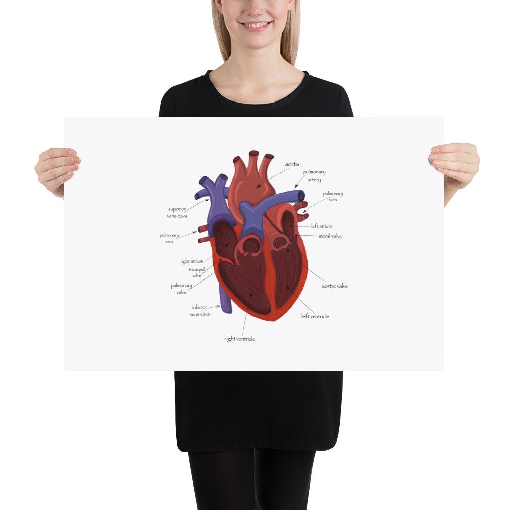 Heart Diagram Poster - Etsy