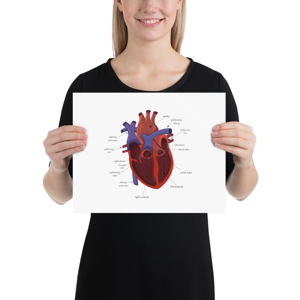 Heart Diagram Poster - Etsy