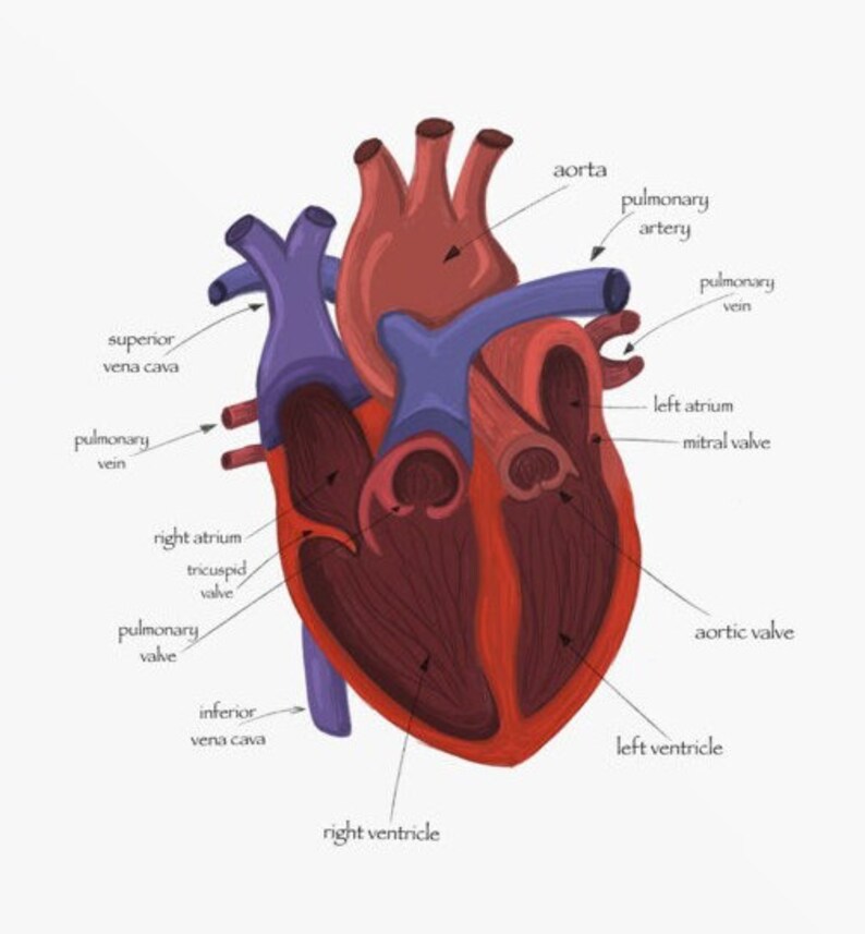 Heart Diagram Poster - Etsy
