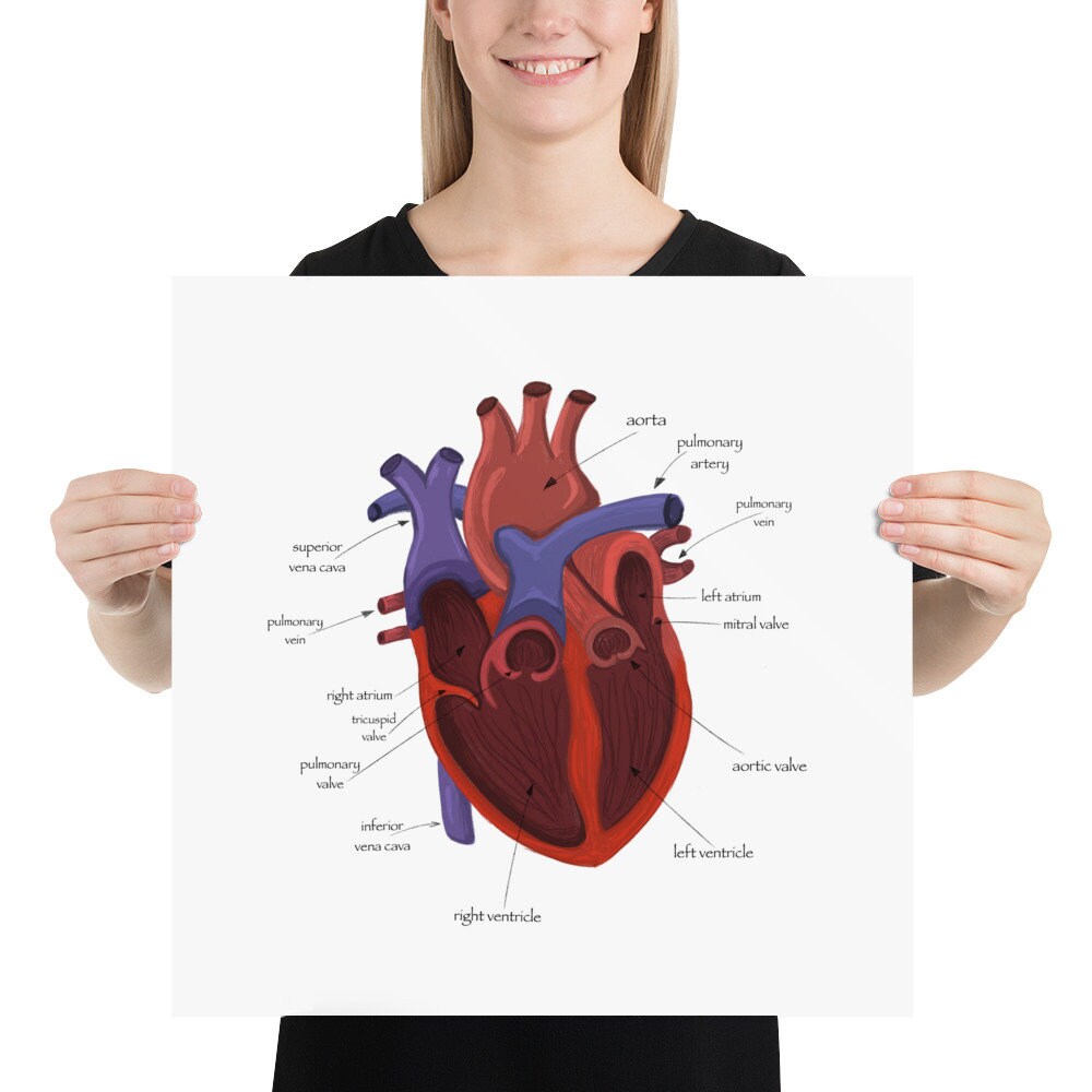 Heart Diagram Poster - Etsy