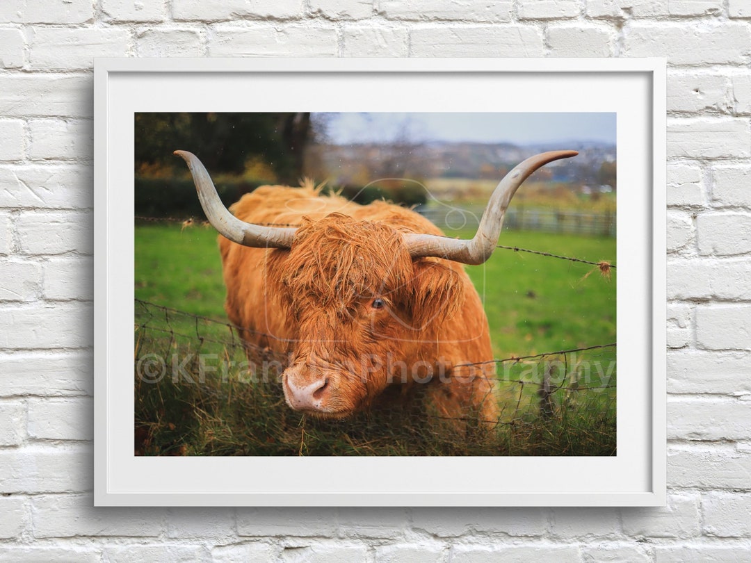Highland Cow Print: Edinburgh, Scotland | Scottish Hairy Coo ...