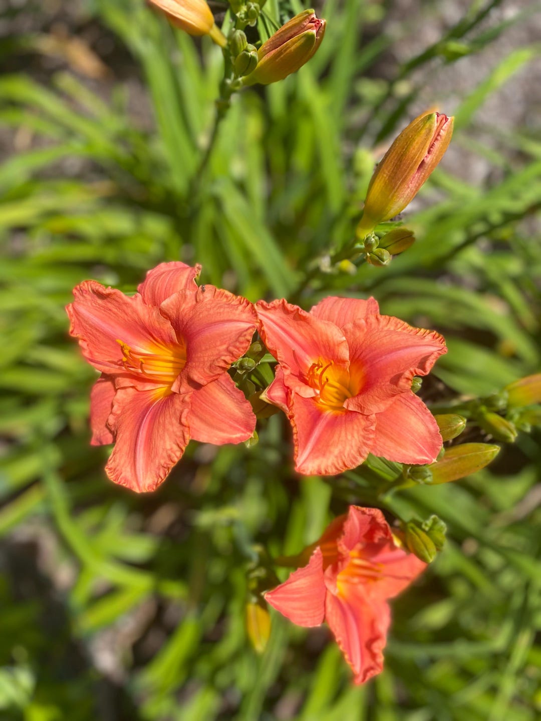 South Seas Reblooming Daylily - Etsy