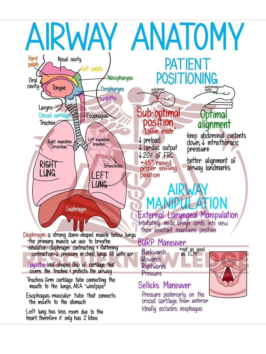 Paramedic ALS Study Guide: Illustrated NREMT Review (physical Book) - Etsy