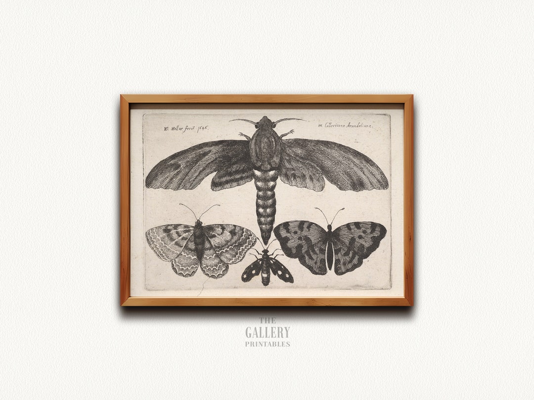 Vintage Butterfly Sketch // Vintage Drawing // Antique Drawing // Moth ...
