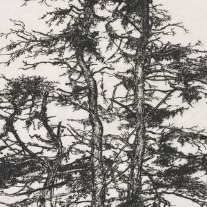 Vintage Tree Sketch, Set of 3, Botanical Sketch, Antique Tree Drawings ...