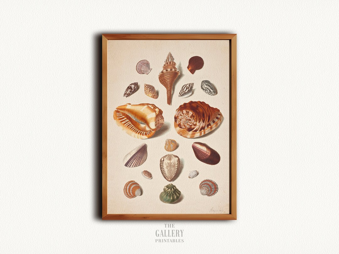 Vintage Seashells Drawing // Coastal Wall Art // Coastal Beach House ...