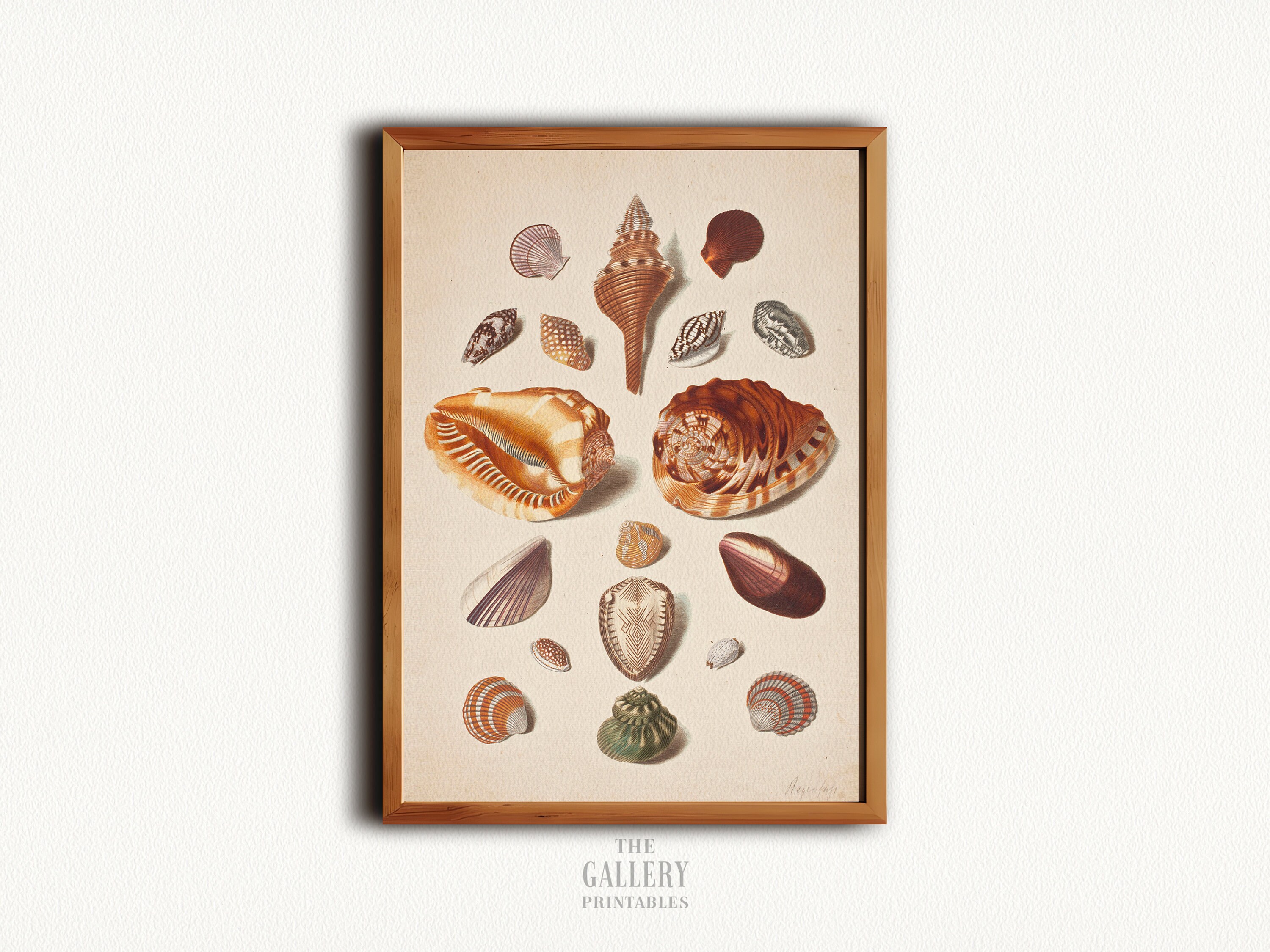 Vintage Seashells Drawing // Coastal Wall Art // Coastal Beach House ...