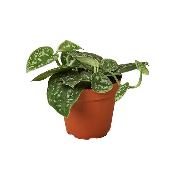 Silver Satin Pothos, Scindapsus Pictus Argyraeus, Silver Pothos Plant ...