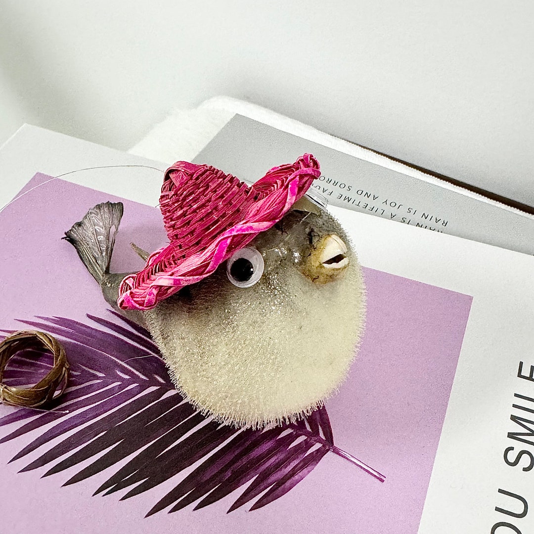 Natural Puffer Fish Dolphin Specimen With Bamboo Hat Marine Fish Skin ...