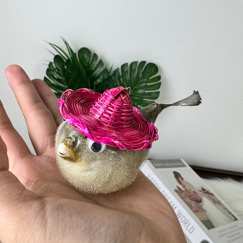 Natural Puffer Fish Dolphin Specimen With Bamboo Hat Marine Fish Skin ...