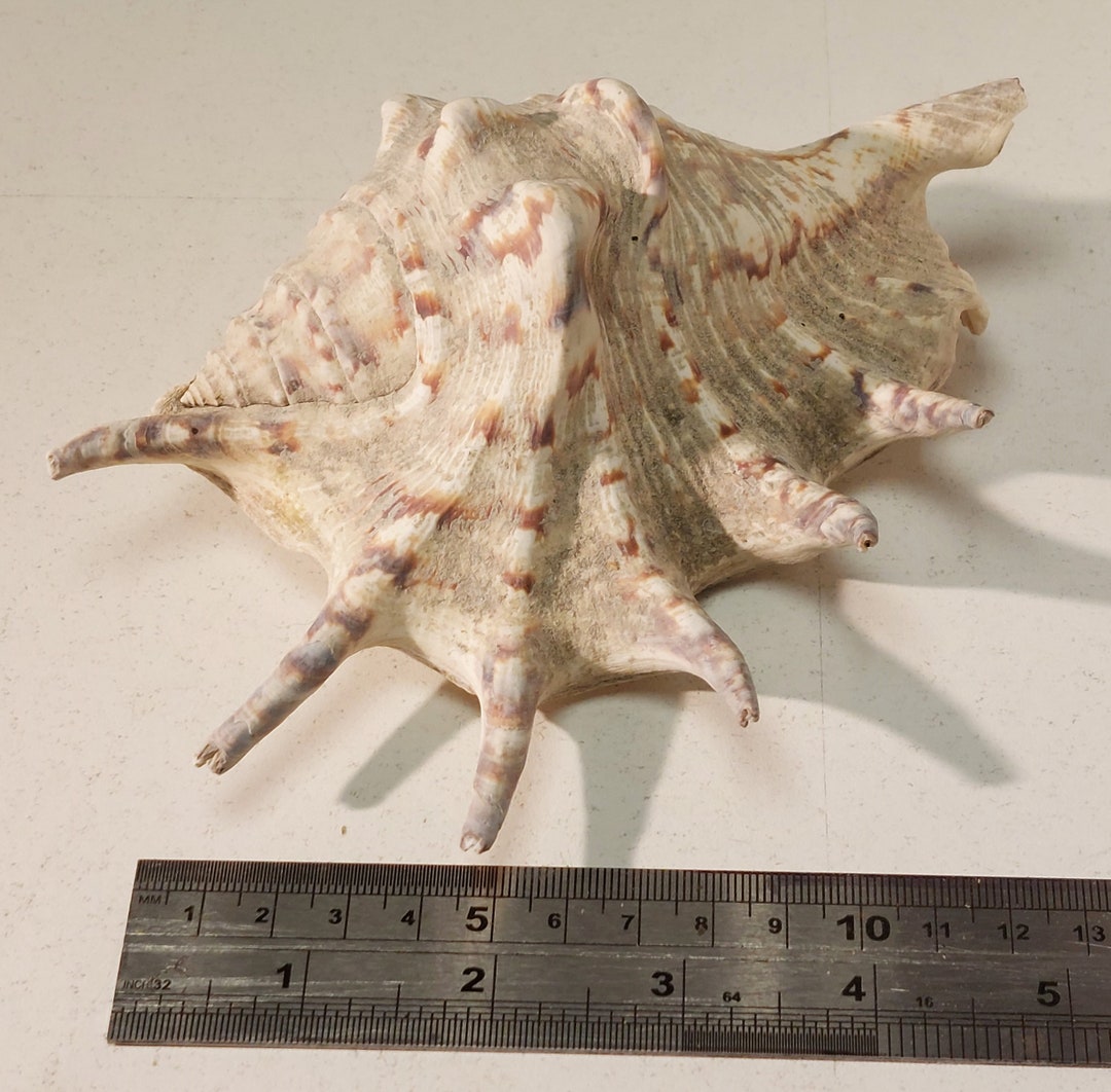 Large Antique Conch Sea Shell - Etsy UK