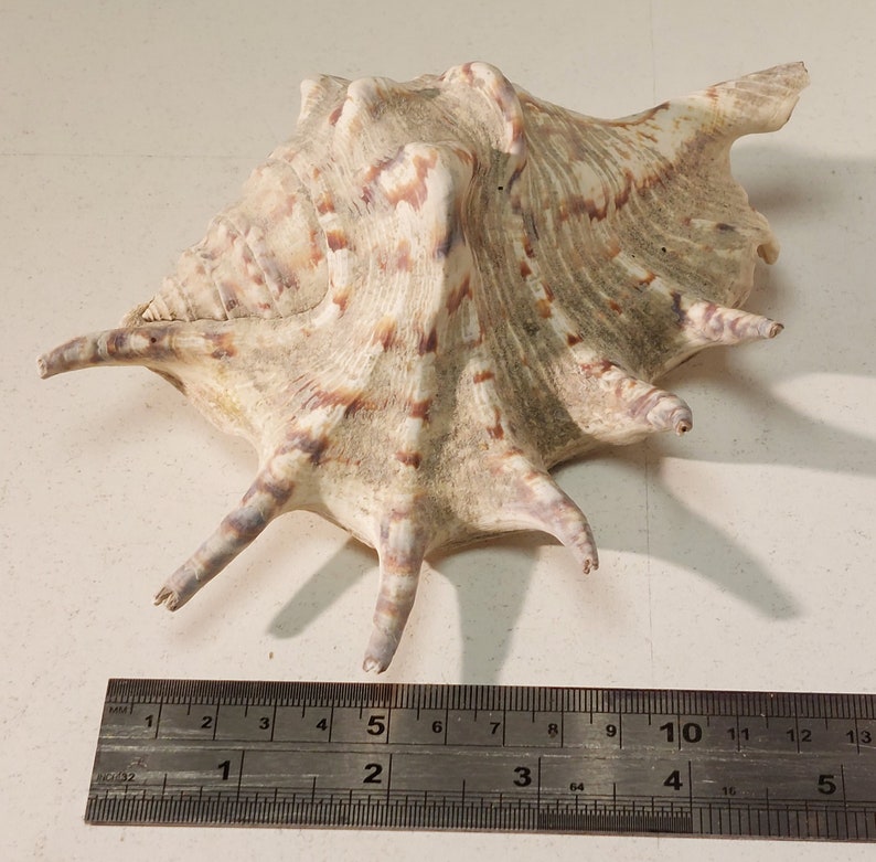 Large Antique Conch Sea Shell - Etsy