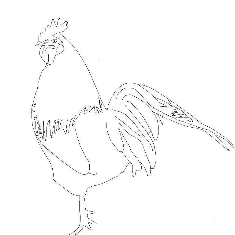 Chicken Outline Digital Drawing | Chicken Drawing | PNG - Etsy