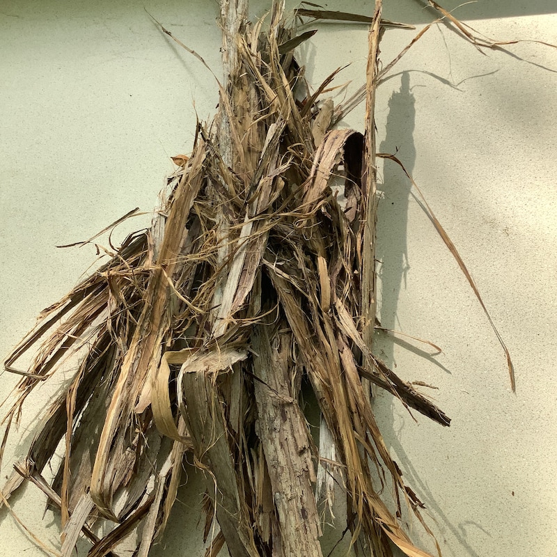 Cedar Tree Barks - Etsy