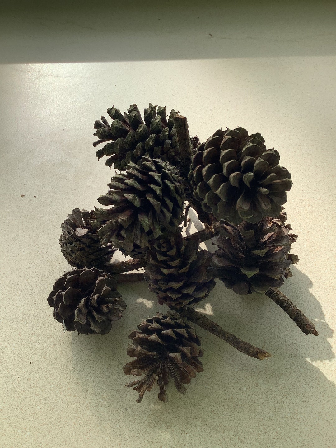 25 Medium Size Double and Triple Cluster Pine Cones Still on the Stick ...