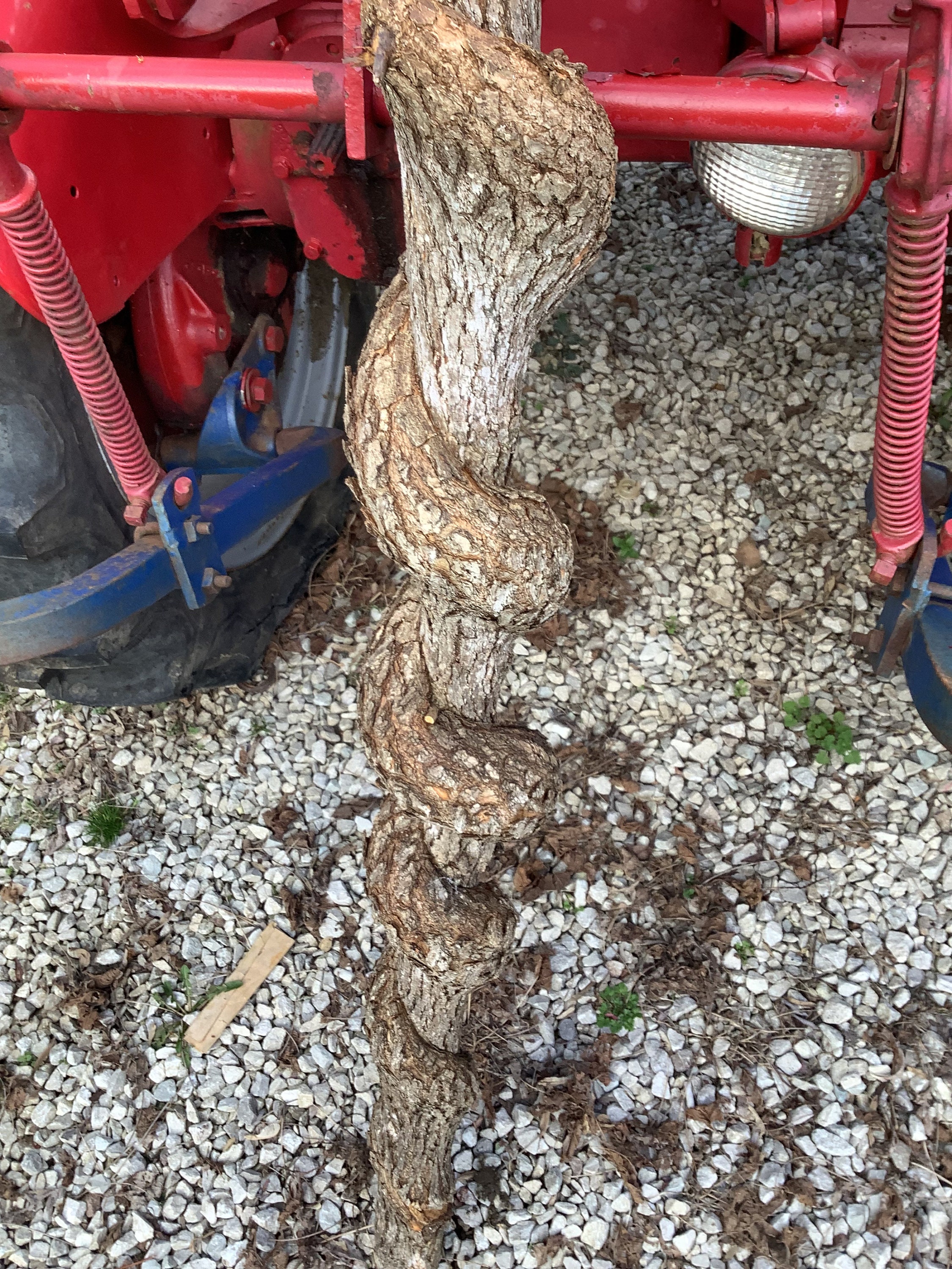 Large Sassafras Twisted Tree - Etsy