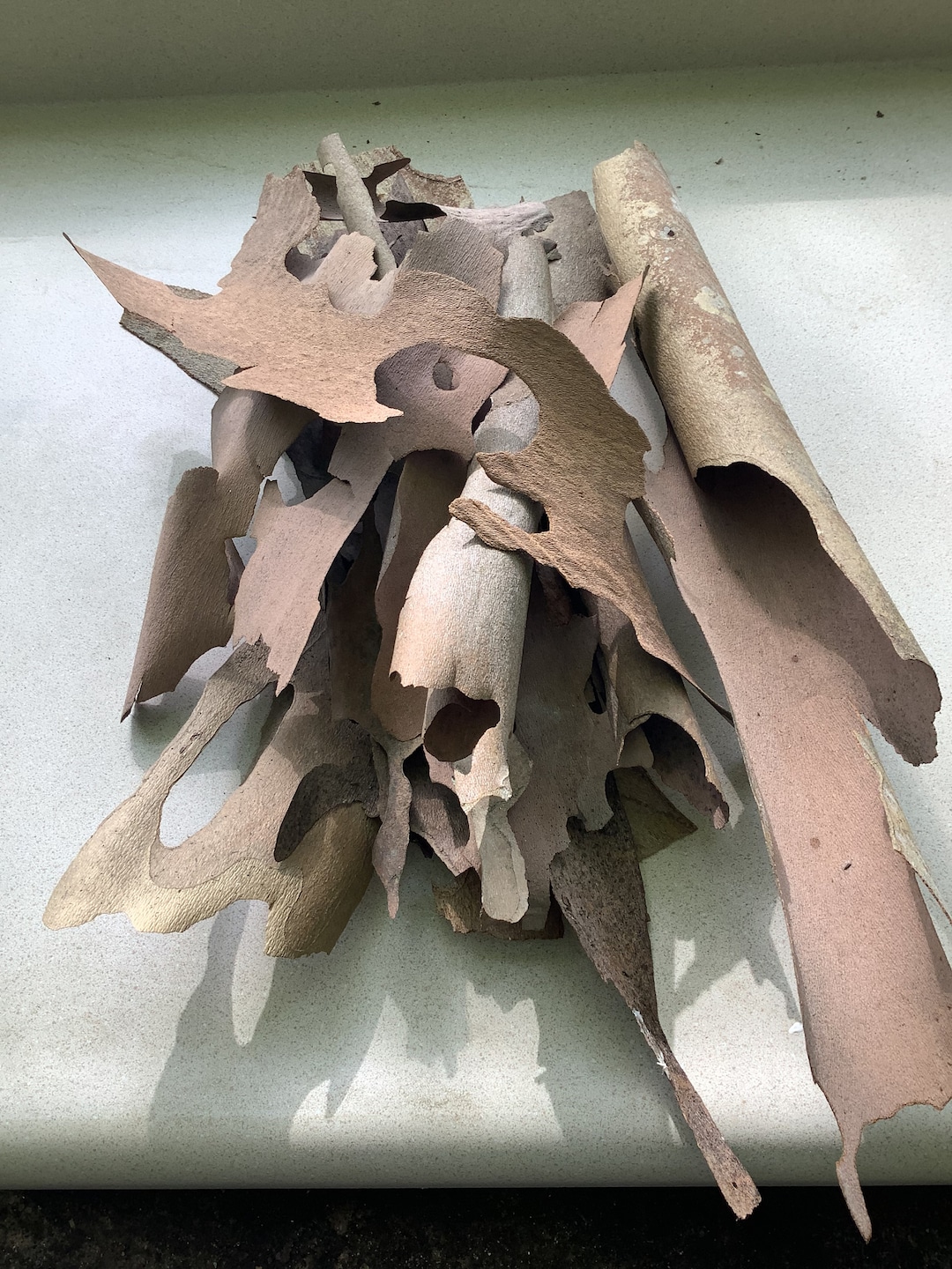 6 Ounces of Natural Sycamore Bark From the Appalachian Mountains - Etsy