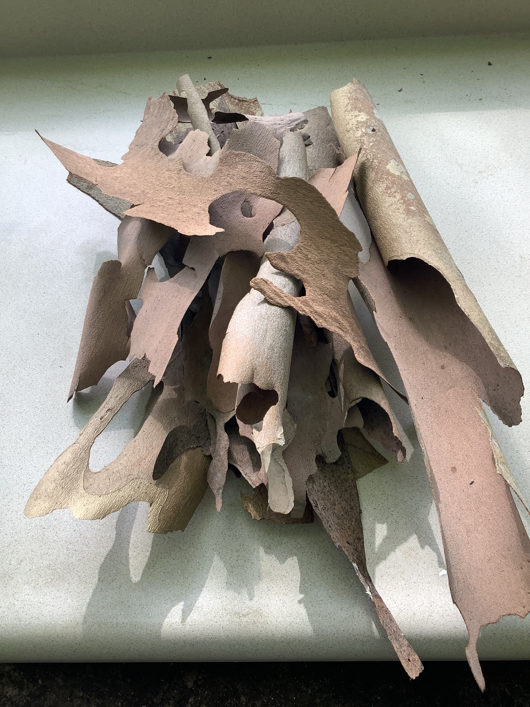 6 Ounces of Natural Sycamore Bark From the Appalachian Mountains - Etsy