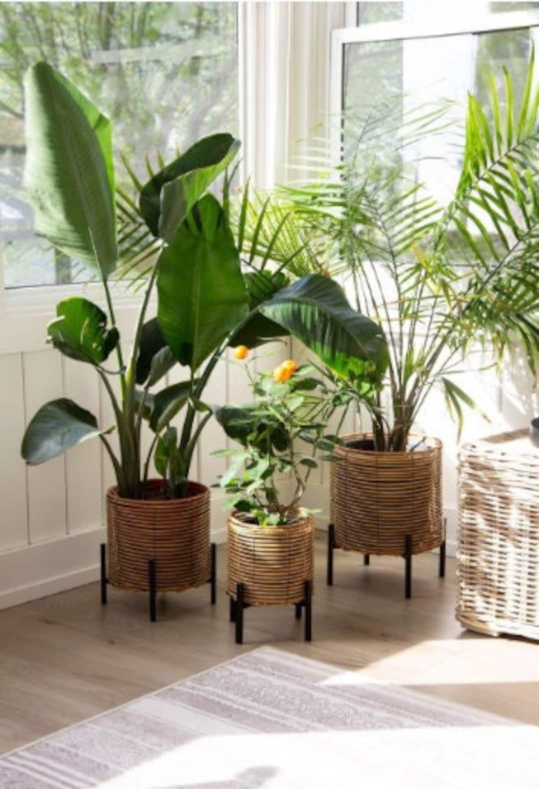 Woven Planters set of 3 - Etsy