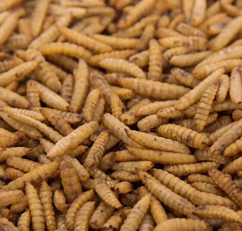 Premium Dried "black Soldier Fly Larvae" Oscar , Pond Fish, Turtles ...