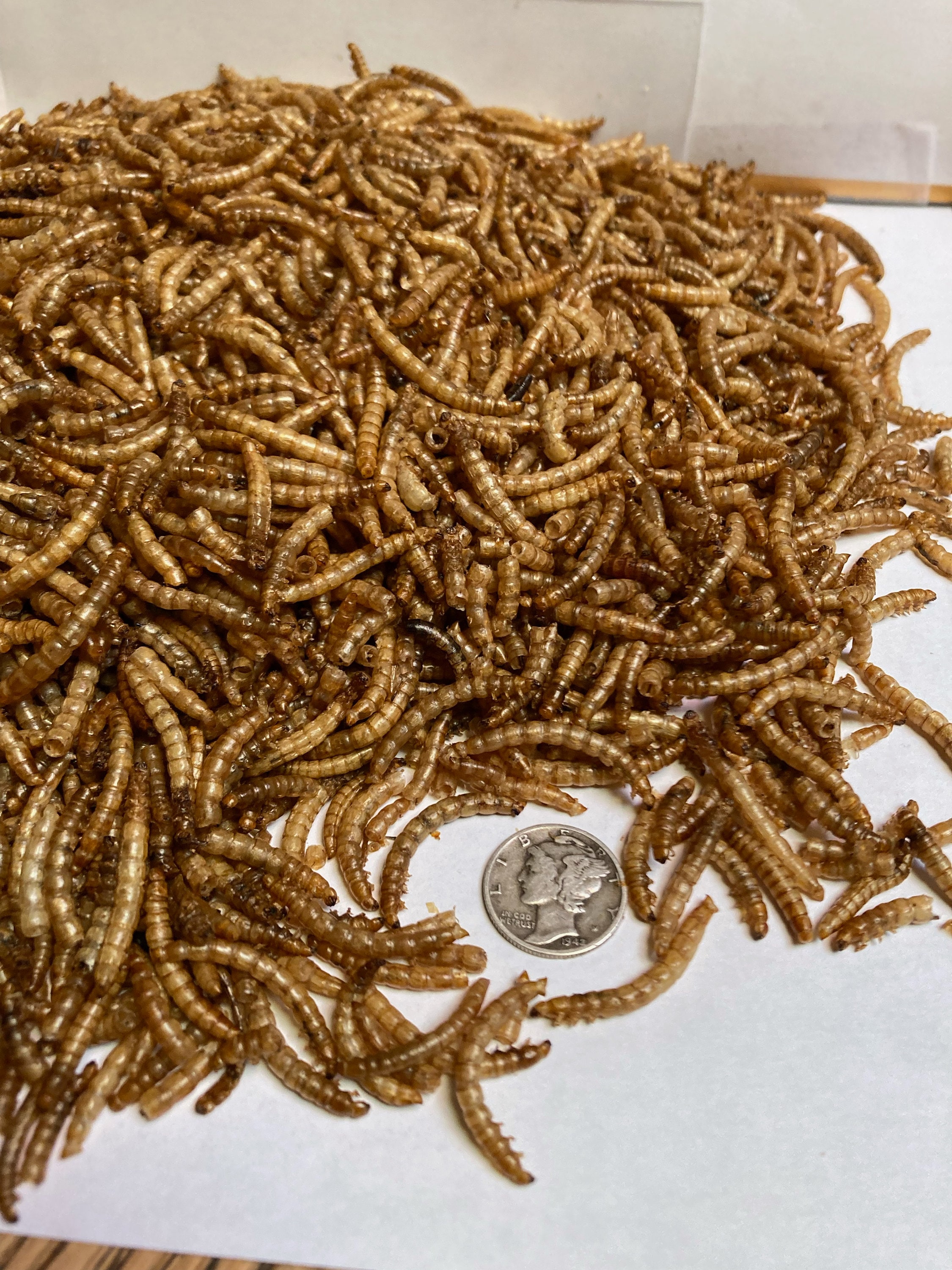 Premium " Dried Meal Worms " Cichlid Koi Oscar Pond Fish Turtles ...