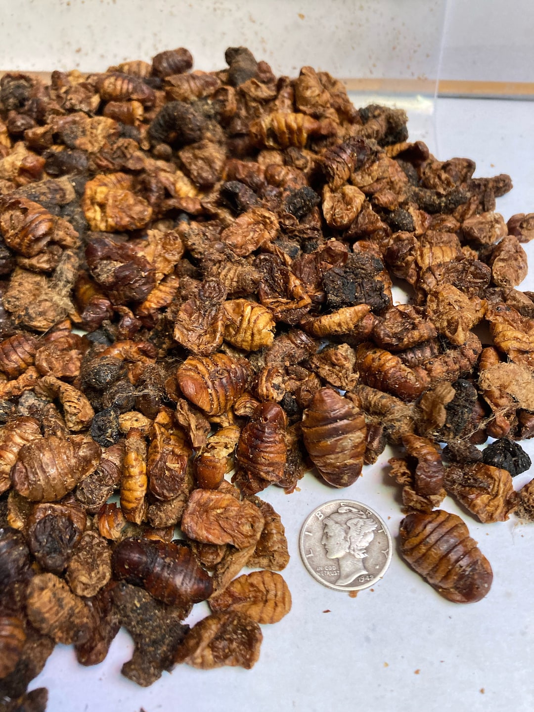 Premium Dried Silkworm Pupae, High-protein Reptile and Fish Food - Etsy