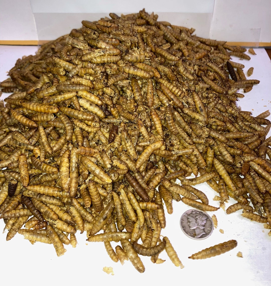 Premium Dried "black Soldier Fly Larvae" Oscar , Pond Fish, Turtles ...
