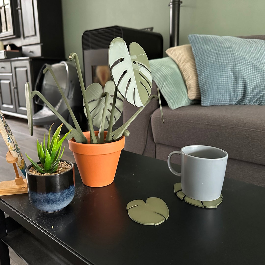 Monstera Coaster Plant, Magnetic Coasters Plant, Monstera Deliciosa ...