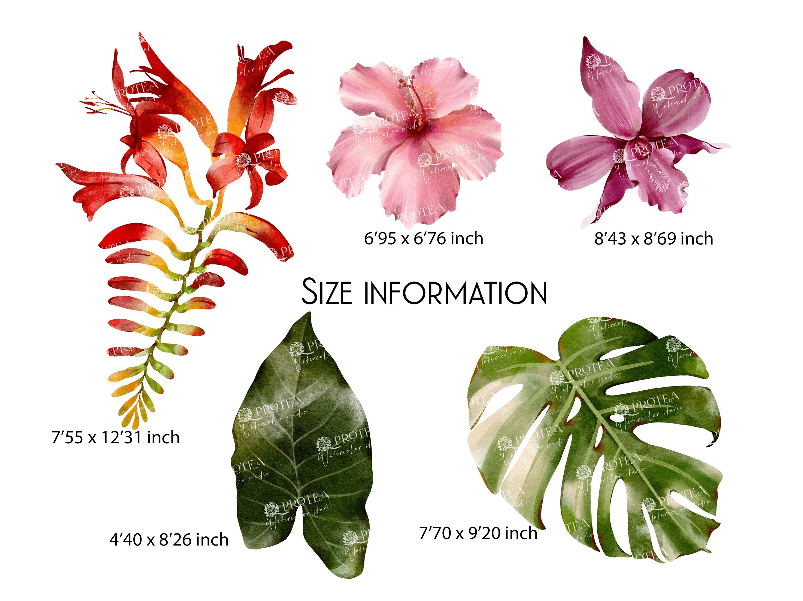Tropical Watercolor Clipart: Summer Floral PNG Set (digital Download ...