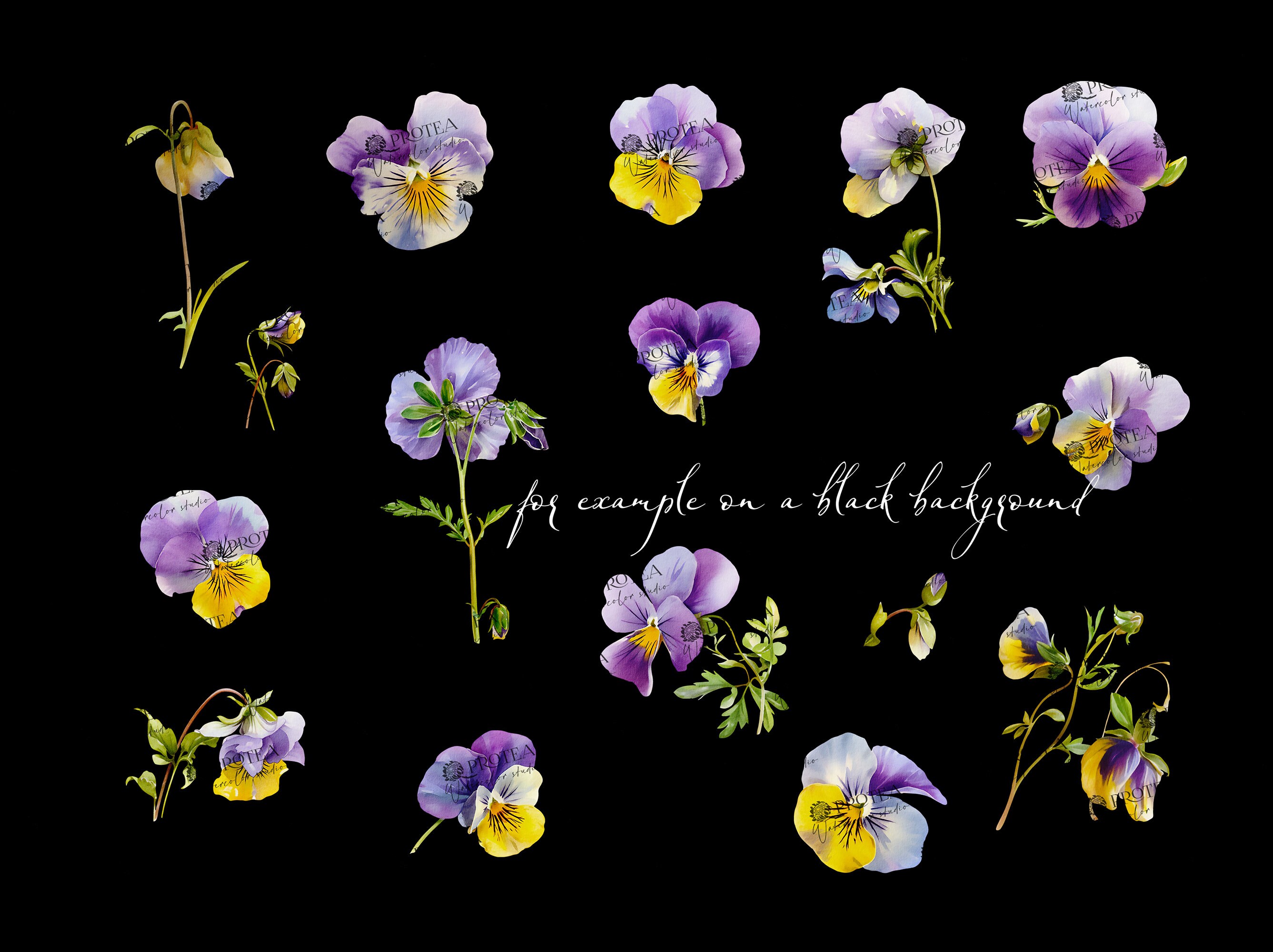 Watercolor Pansy PNG, Watercolor Pansy Clipart Set, Pastel Pansy Flower ...