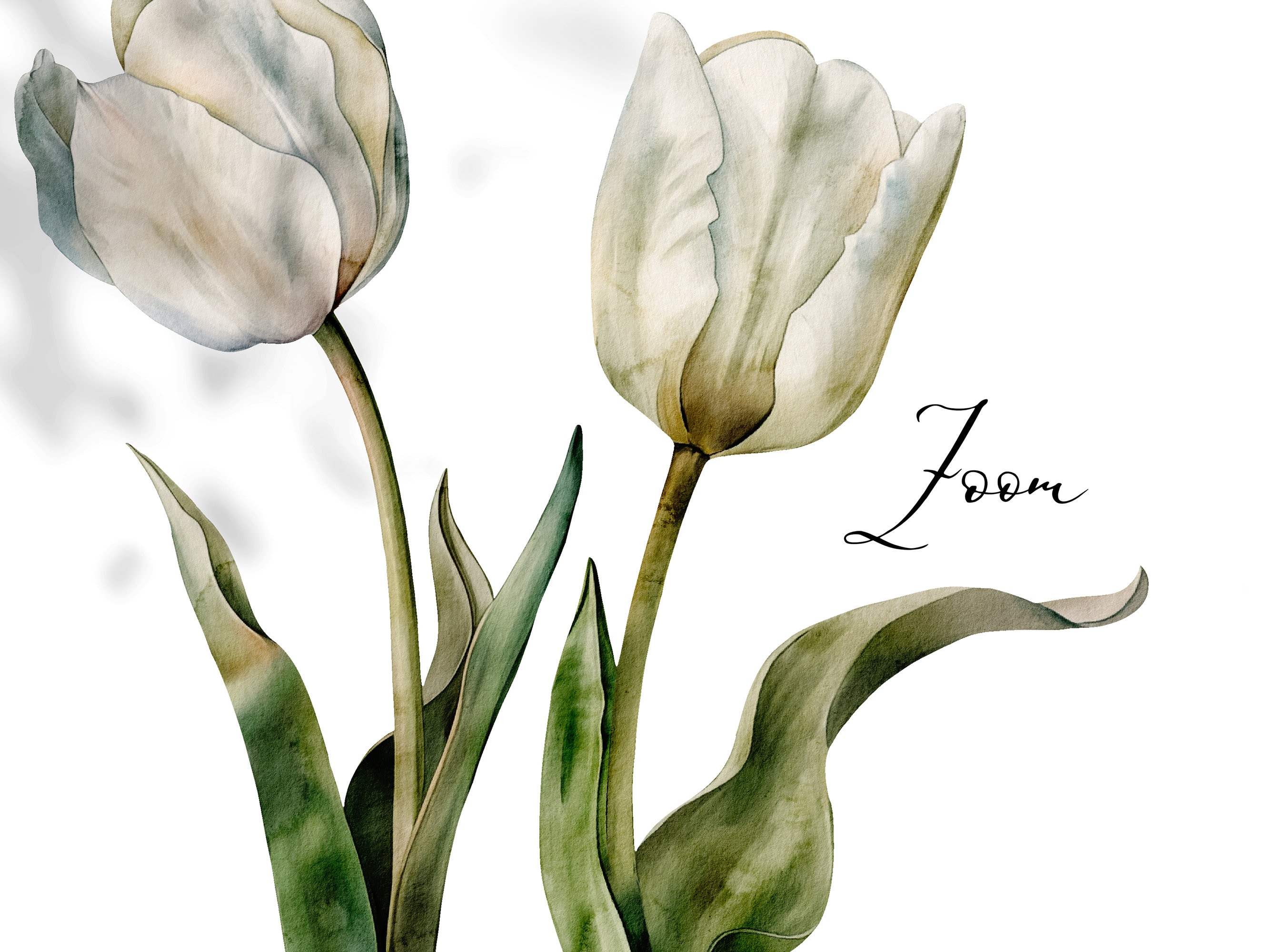 Watercolor Tulips Flowers, Floral Set, PNG Clipart, Digital White ...