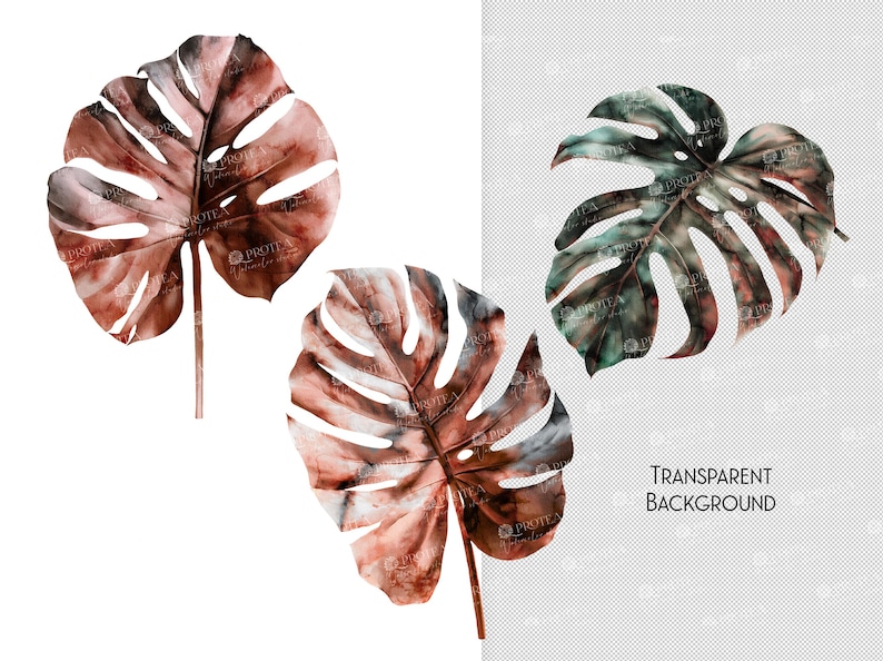 Tropical Watercolor Clipart Monstera Clipart Tropical Greenery Tropical ...