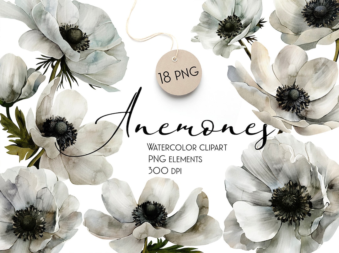 Watercolor Anemones Flowers, Floral Set, PNG Clipart, Digital White ...