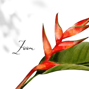 Tropical Watercolor Clipart: Summer Floral PNG Set (digital Download ...