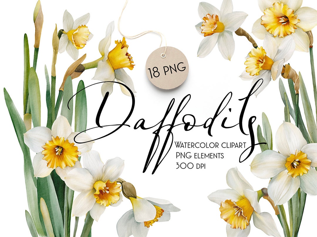 Watercolor Daffodils Clipart: Floral PNG Set (digital Download) - Etsy