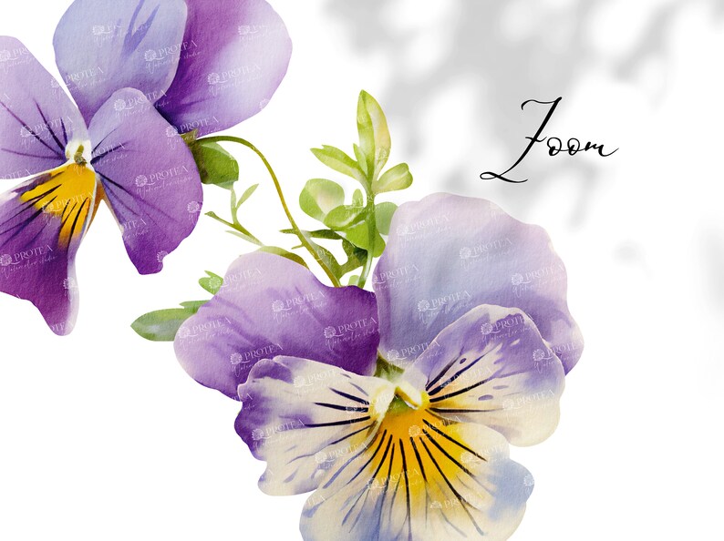 Watercolor Pansy PNG, Watercolor Pansy Clipart Set, Pastel Pansy Flower ...