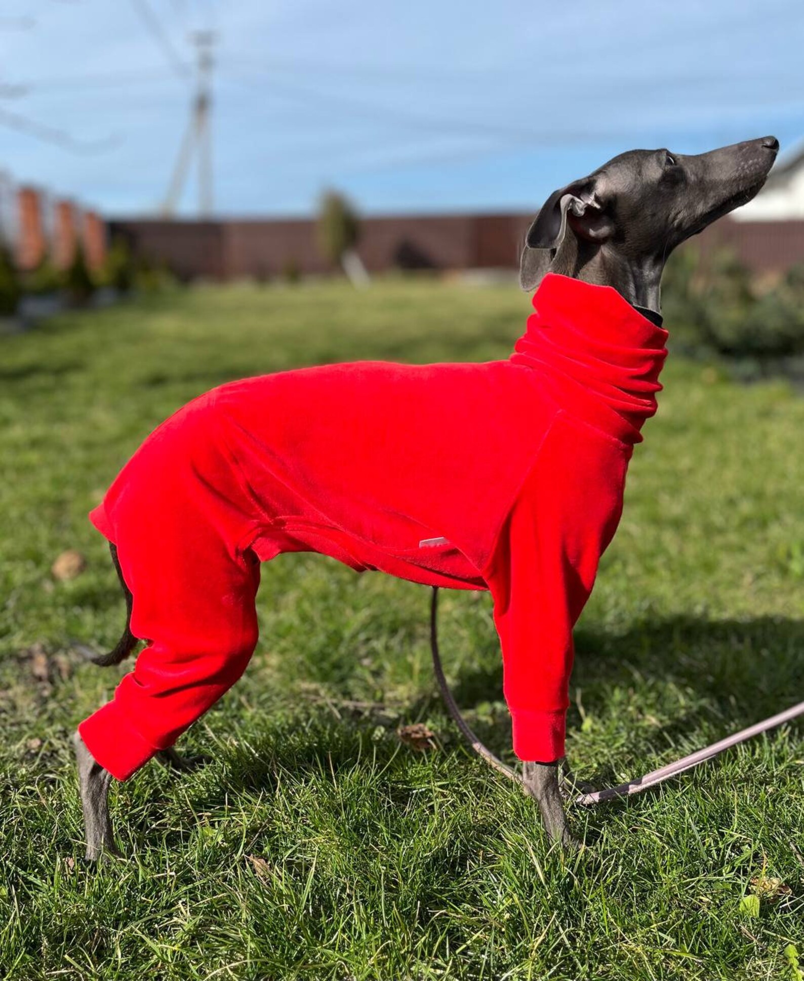 90% Cotton-italian Greyhound Clothing/ Red Jumpsuit for Greyhound ...