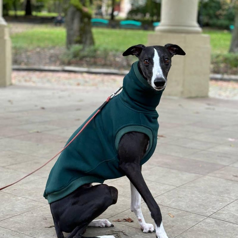 Whippet Dog Coat Pattern - Etsy
