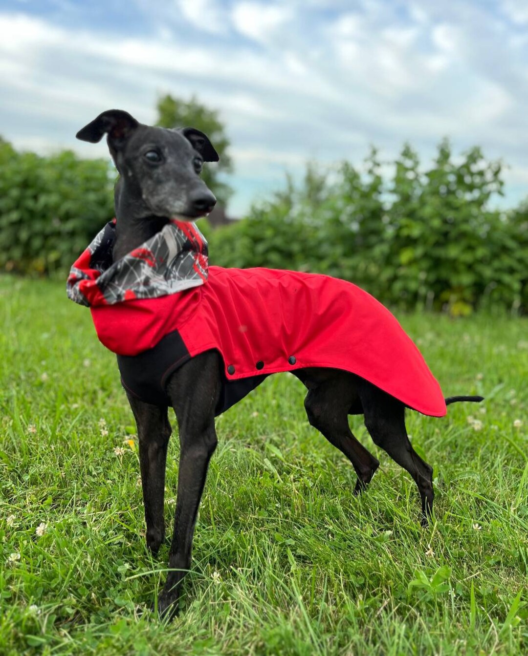 Raincoat for Italian Greyhound and Whippet/ Rain Slicker/ Coat for ...
